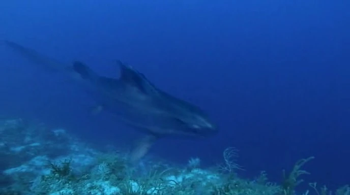 Hybodus | Animals Wiki | Fandom