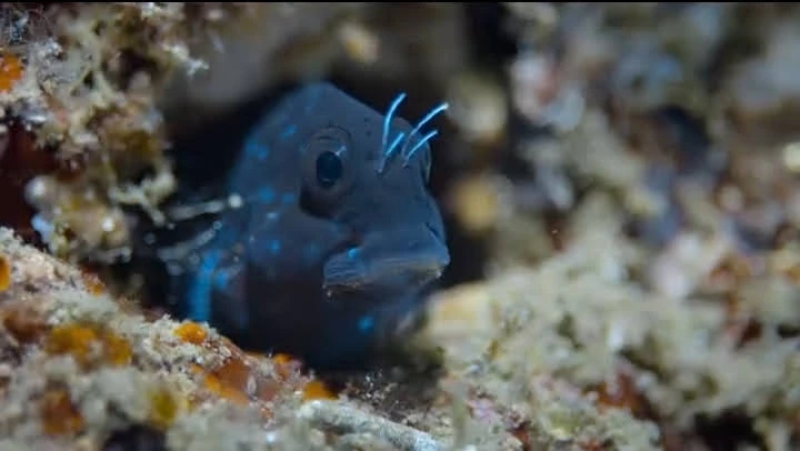 Black Comb-tooth Blenny | Animals Wiki | Fandom