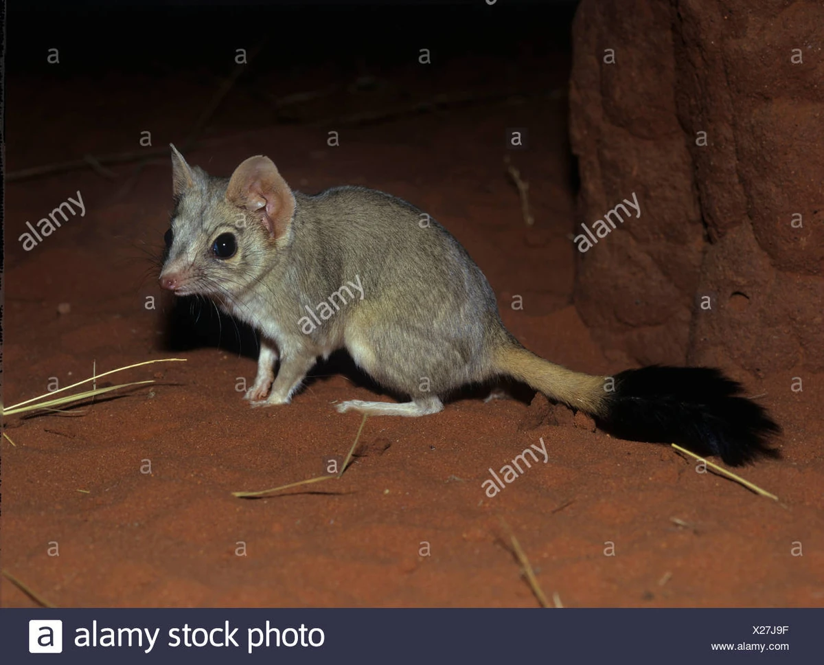 Kowari | Animals Wiki | Fandom