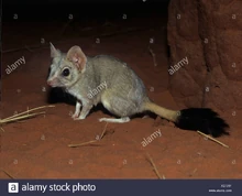 Kowari | Animals Wiki | Fandom