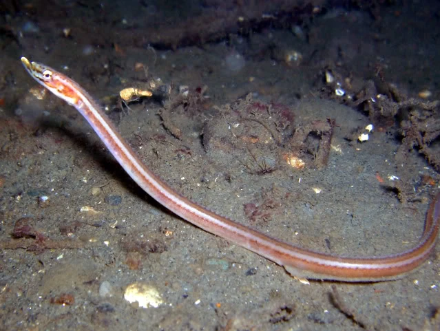 Quillfish | Animals Wiki | Fandom