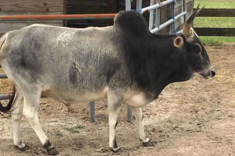 Zebu | Animals Wiki | Fandom