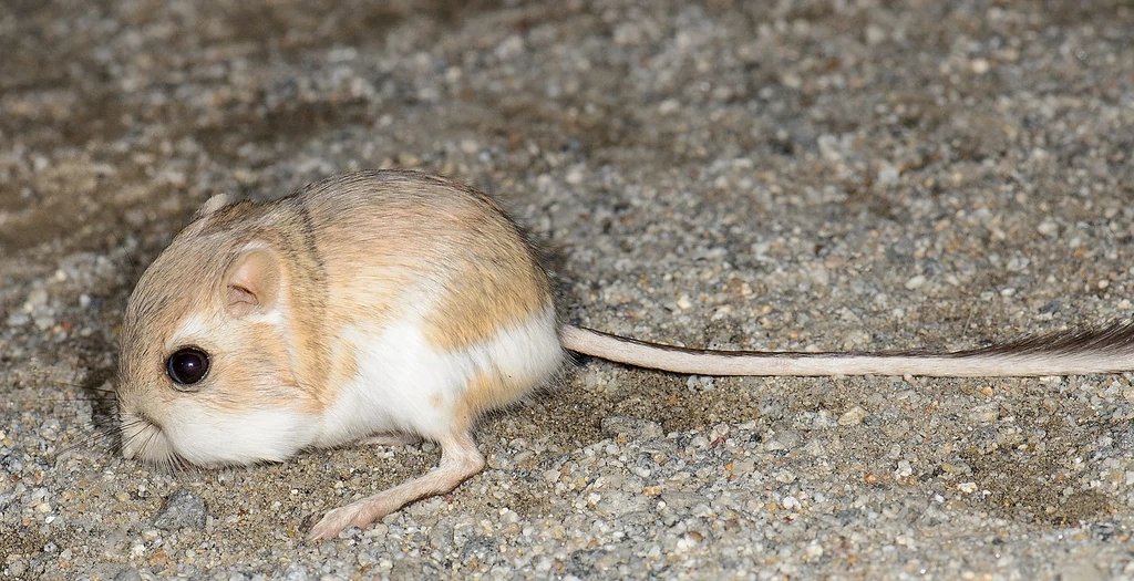 Merriam's Kangaroo Rat | Animals Wiki | Fandom