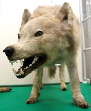 Hokkaido Wolf | Animals Wiki | Fandom