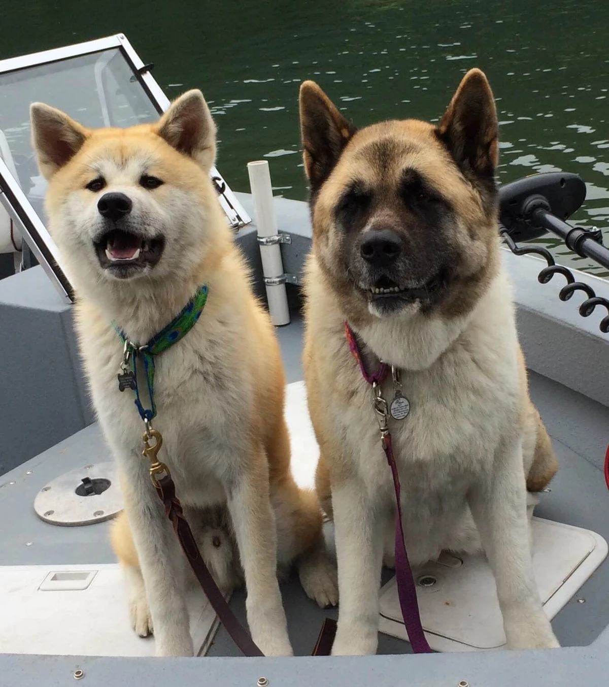 Akita Inu | Animals Wiki | Fandom