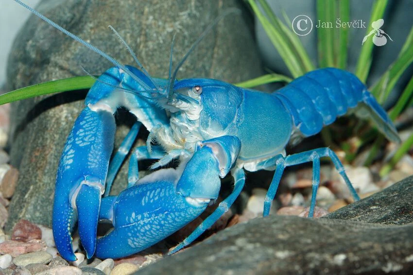 Common Yabby | Animals Wiki | Fandom
