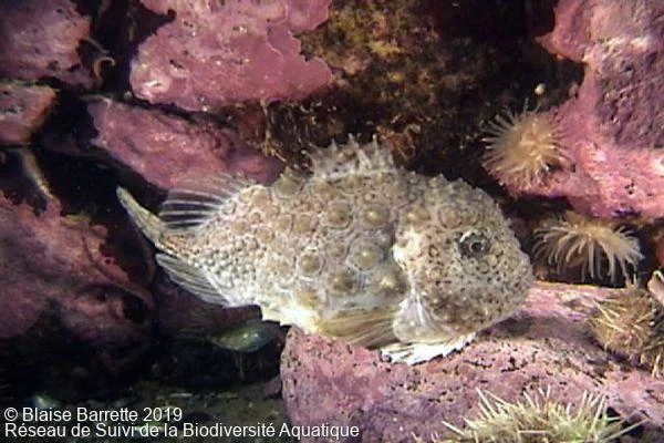 Atlantic Spiny Lumpsucker | Animals Wiki | Fandom