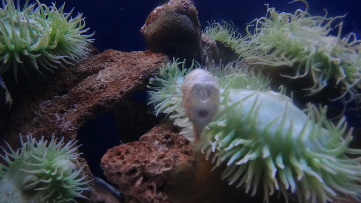 Pacific Spiny Lumpsucker | Animals Wiki | Fandom