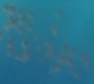 Slender Grouper | Animals Wiki | Fandom
