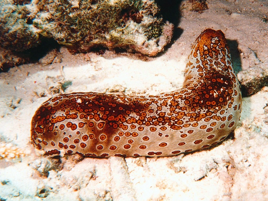 Leopard Sea Cucumber | Animals Wiki | Fandom