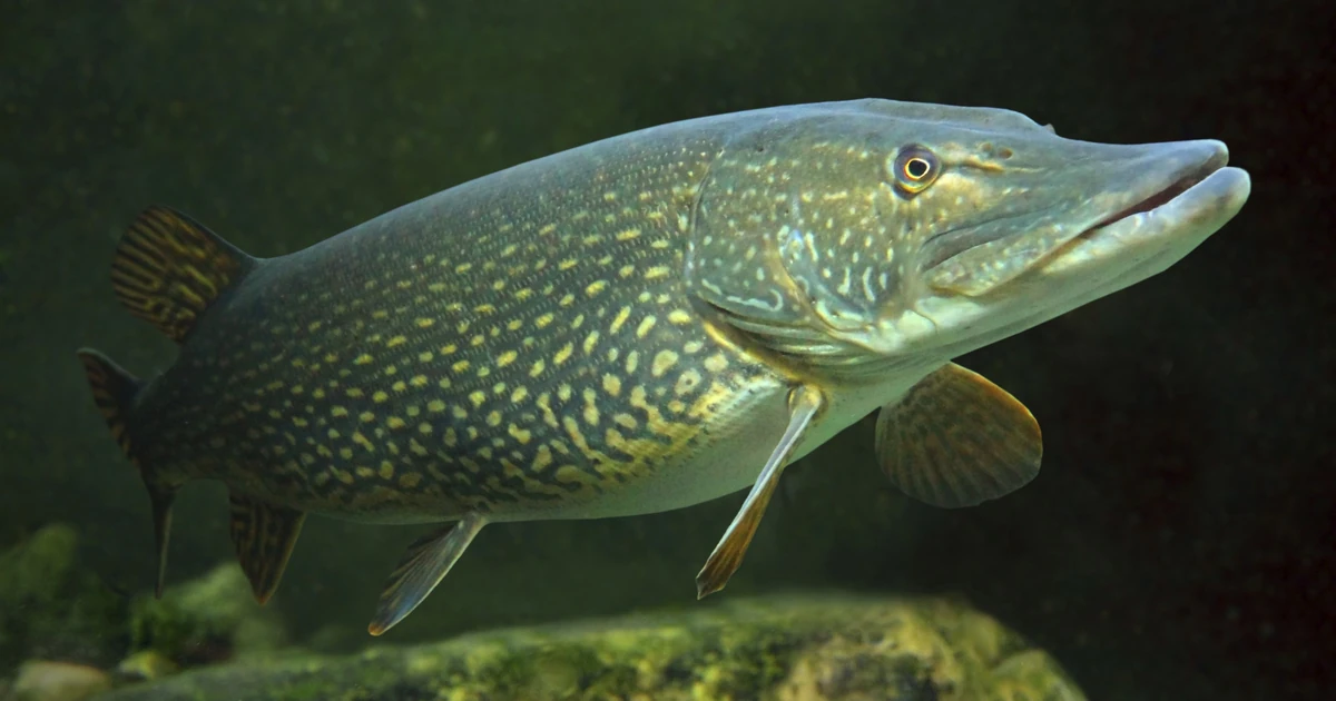 Northern Pike | Animals Wiki | Fandom