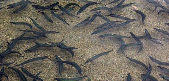 Capelin | Animals Wiki | Fandom