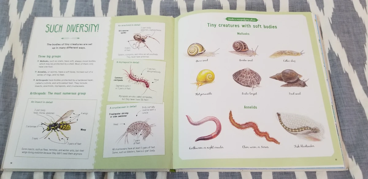 List of Species in The Book of Tiny Creatures | Animals Wiki | Fandom