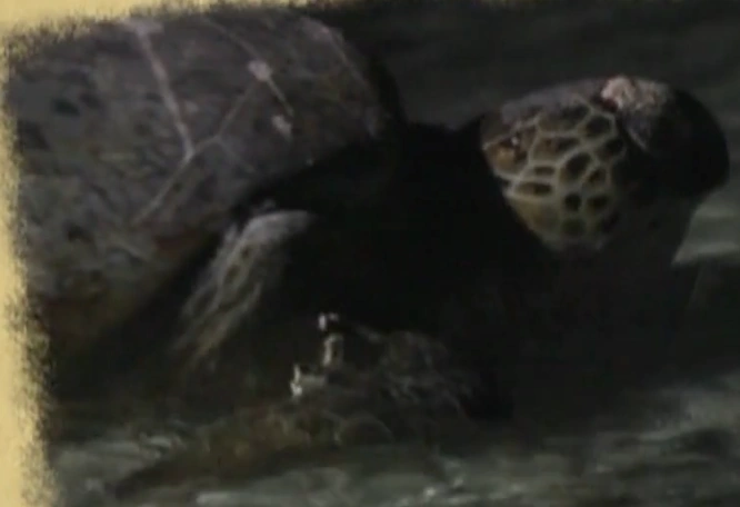 Malayan Softshell Turtle | Animals Wiki | Fandom