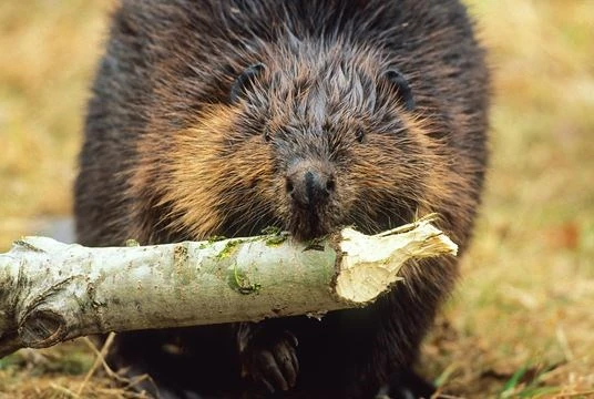 Canadian Beaver | Animals Wiki | Fandom