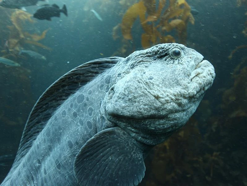 Wolf Eel | Animals Wiki | Fandom