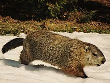 Category:Marmots | Animals Wiki | Fandom