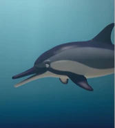 Spinner Dolphin | Animals Wiki | Fandom