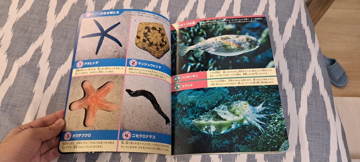 List of Species in Okinawa Churaumi Aquarium 100 | Animals Wiki | Fandom