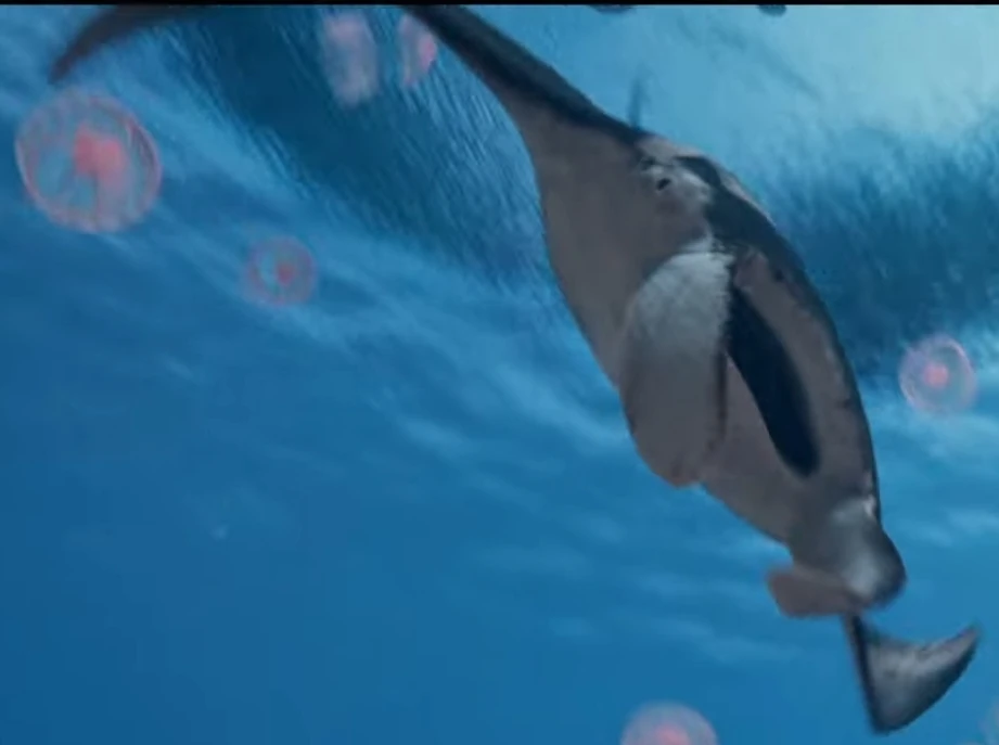 Mottled Eagle Ray | Animals Wiki | Fandom