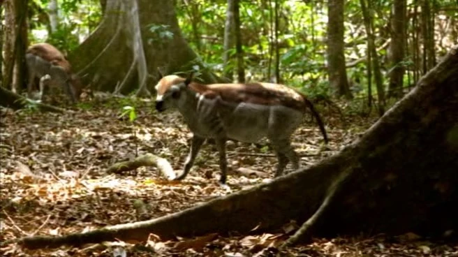 Propalaeotherium | Animals Wiki | Fandom