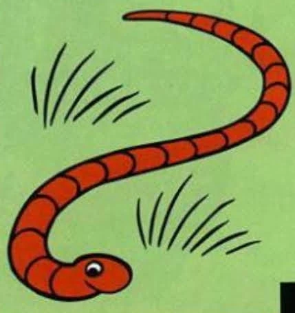 Giant Gippsland Earthworm | Animals Wiki | Fandom