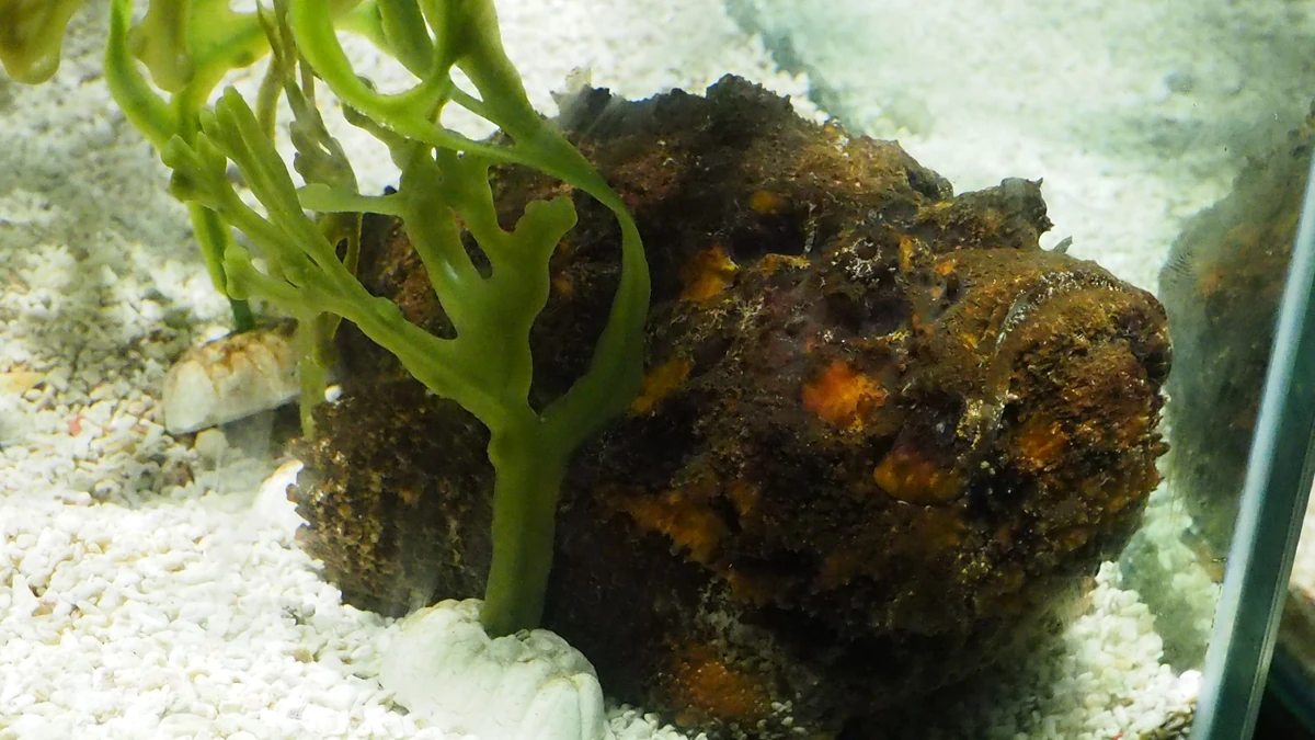 Reef Stonefish | Animals Wiki | Fandom