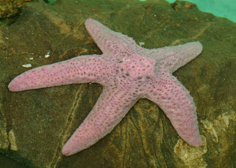 Pink Starfish | Animals Wiki | Fandom