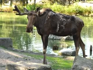 Eastern Moose | Animals Wiki | Fandom