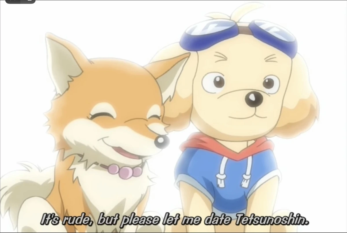 Toy Poodle | Animals Wiki | Fandom