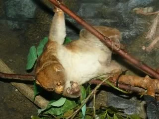 Potto | Animals Wiki | Fandom