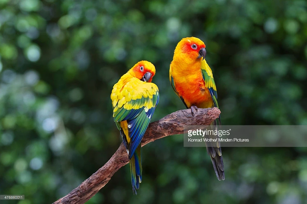 Sun Parakeet | Animals Wiki | Fandom