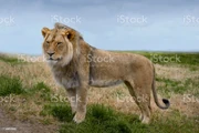 European Lion | Animals Wiki | Fandom
