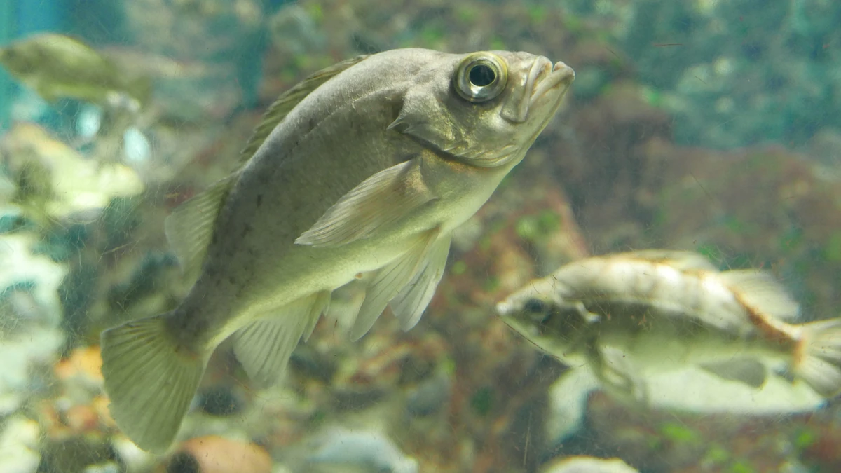 Japanese Red Seaperch | Animals Wiki | Fandom