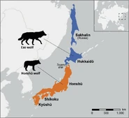 Hokkaido Wolf | Animals Wiki | Fandom