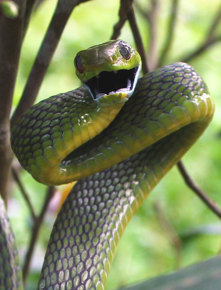 Green Cat Snake | Animals Wiki | Fandom