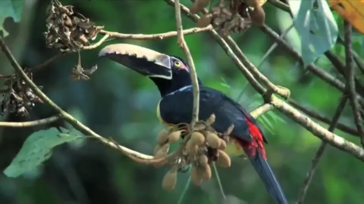 Collared Aracari | Animals Wiki | Fandom