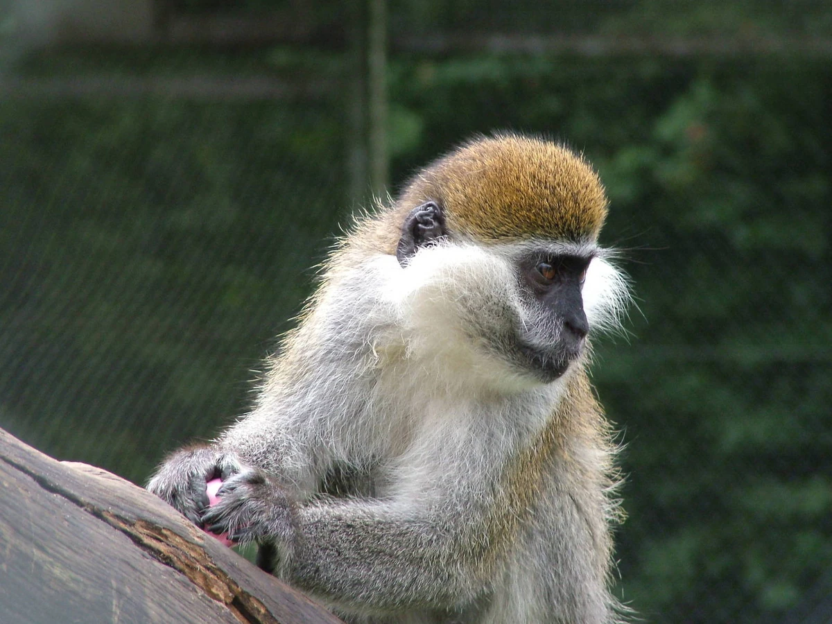 Grivet Monkey | Animals Wiki | Fandom