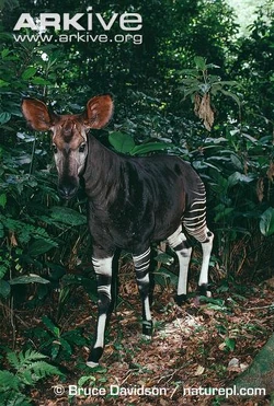 Mlp Okapi