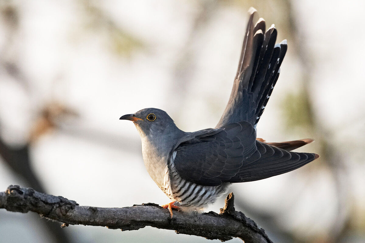 Common Cuckoo | Animals Wiki | Fandom