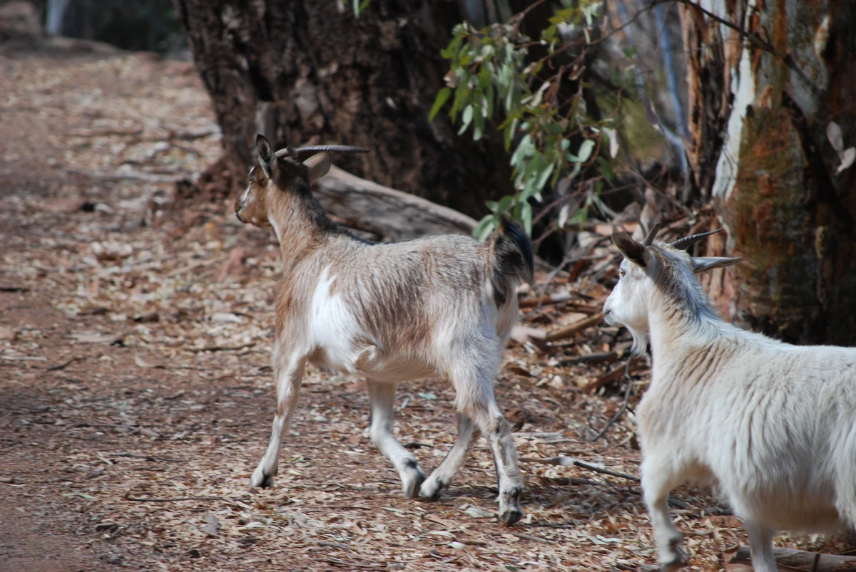 Feral Goat | Animals Wiki | Fandom