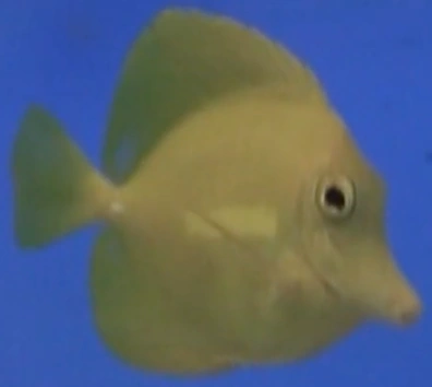 Dusky Surgeonfish | Animals Wiki | Fandom