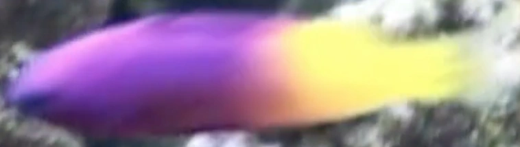 Yellowbar Basslet | Animals Wiki | Fandom