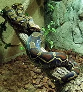 Boa Constrictor | Animals Wiki | Fandom