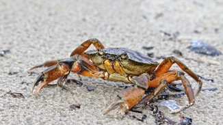 Crab | Animals Wiki | Fandom