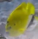 Japanese Butterflyfish | Animals Wiki | Fandom