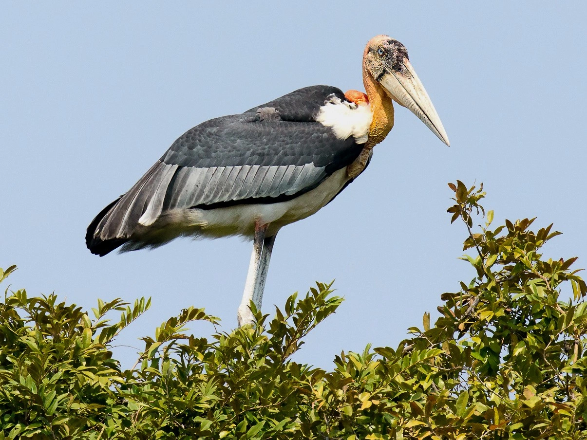 Greater Adjutant | Animals Wiki | Fandom