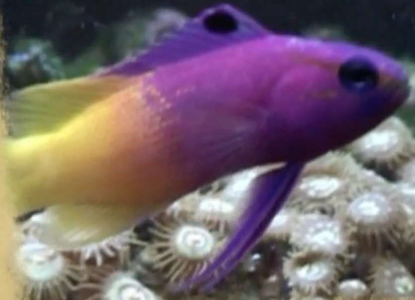 Hourglass Basslet | Animals Wiki | Fandom