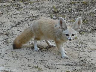 Asian Fennec Fox | Animals Wiki | Fandom