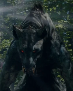 Shunka Warakin | Animals Wiki | Fandom